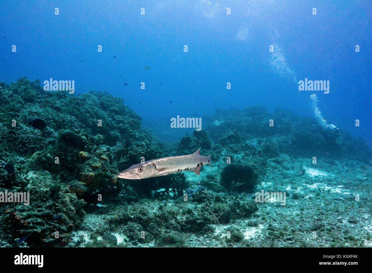 One barracuda hi-res stock photography and images - Alamy