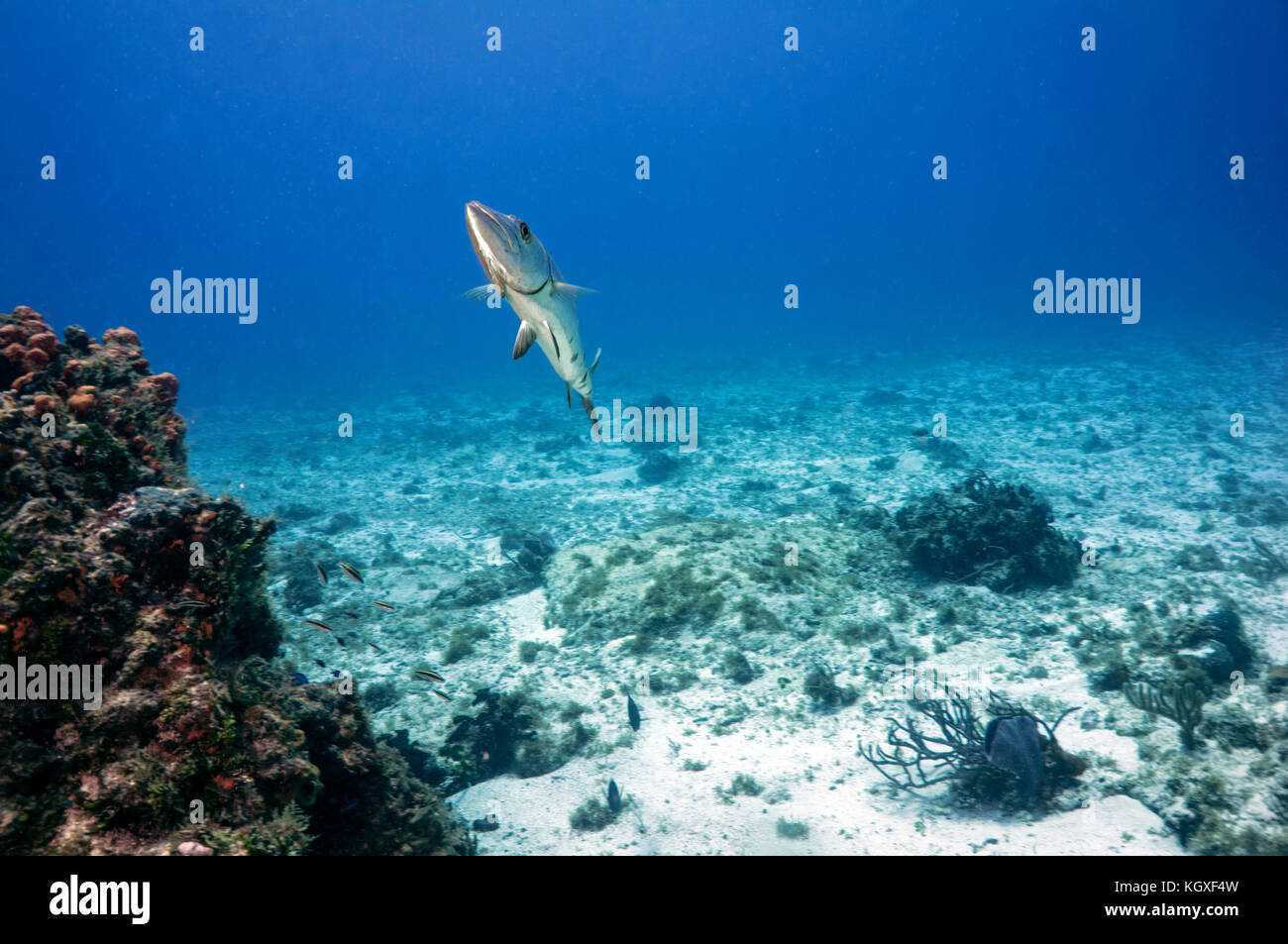 Species barracuda hi-res stock photography and images - Alamy