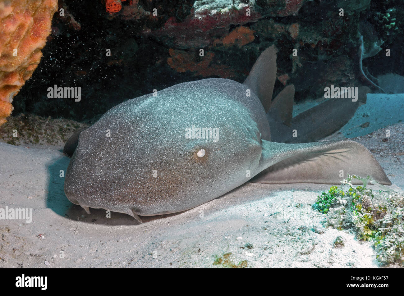 Blue nurse shark hi-res stock photography and images - Alamy