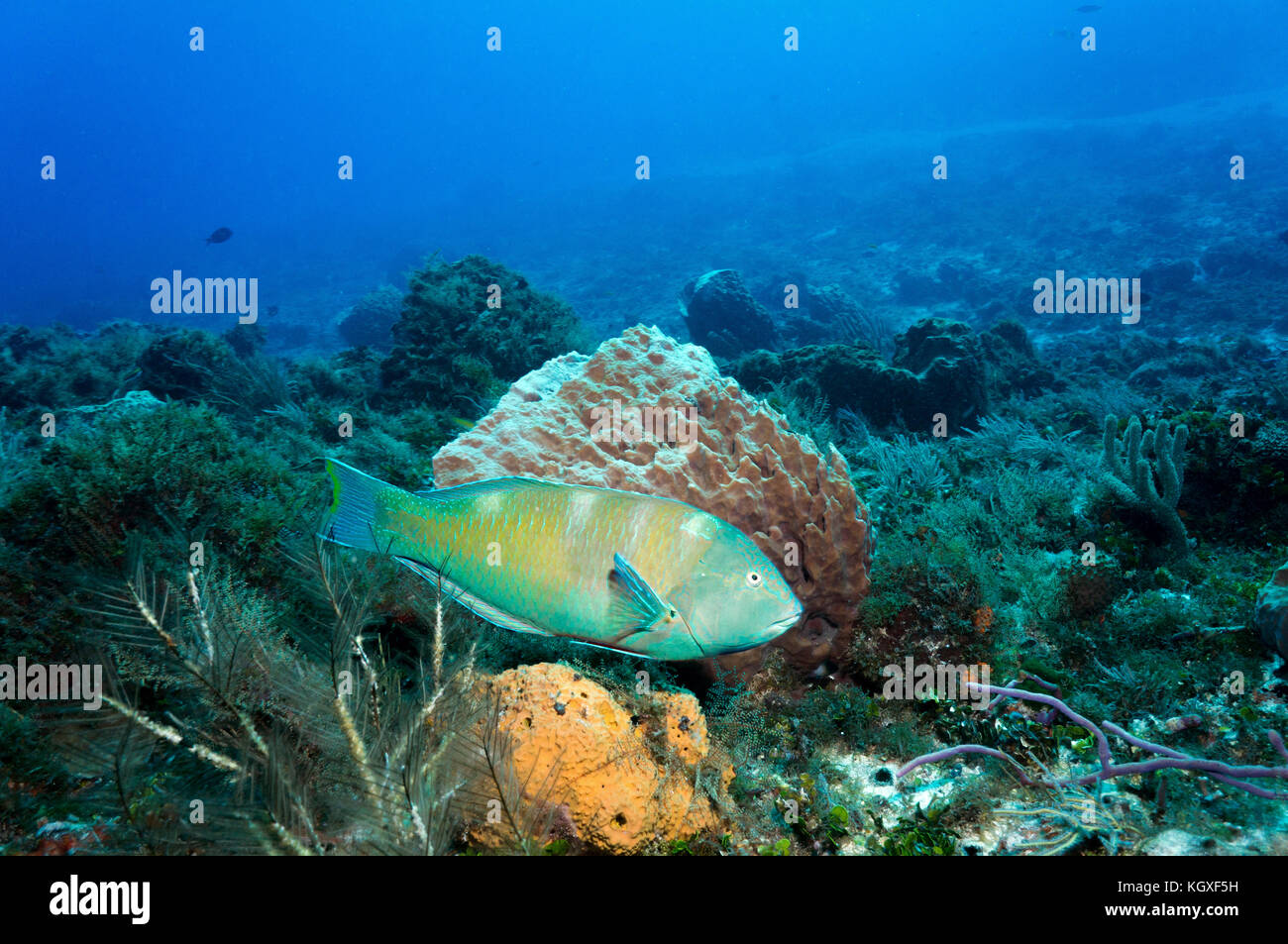 Green wrasse hi-res stock photography and images - Alamy