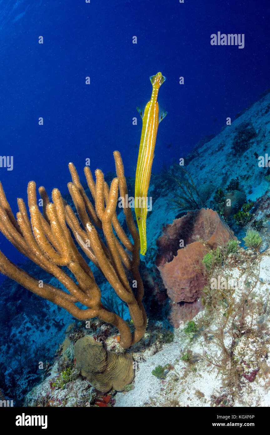 Caribbean trumpetfish hi-res stock photography and images - Alamy