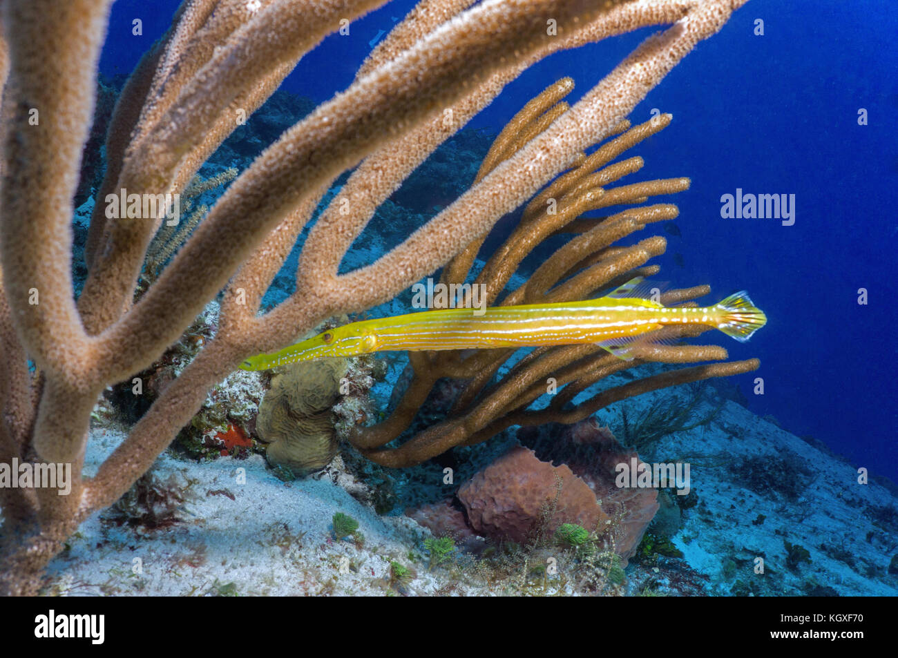 Caribbean trumpetfish hi-res stock photography and images - Alamy