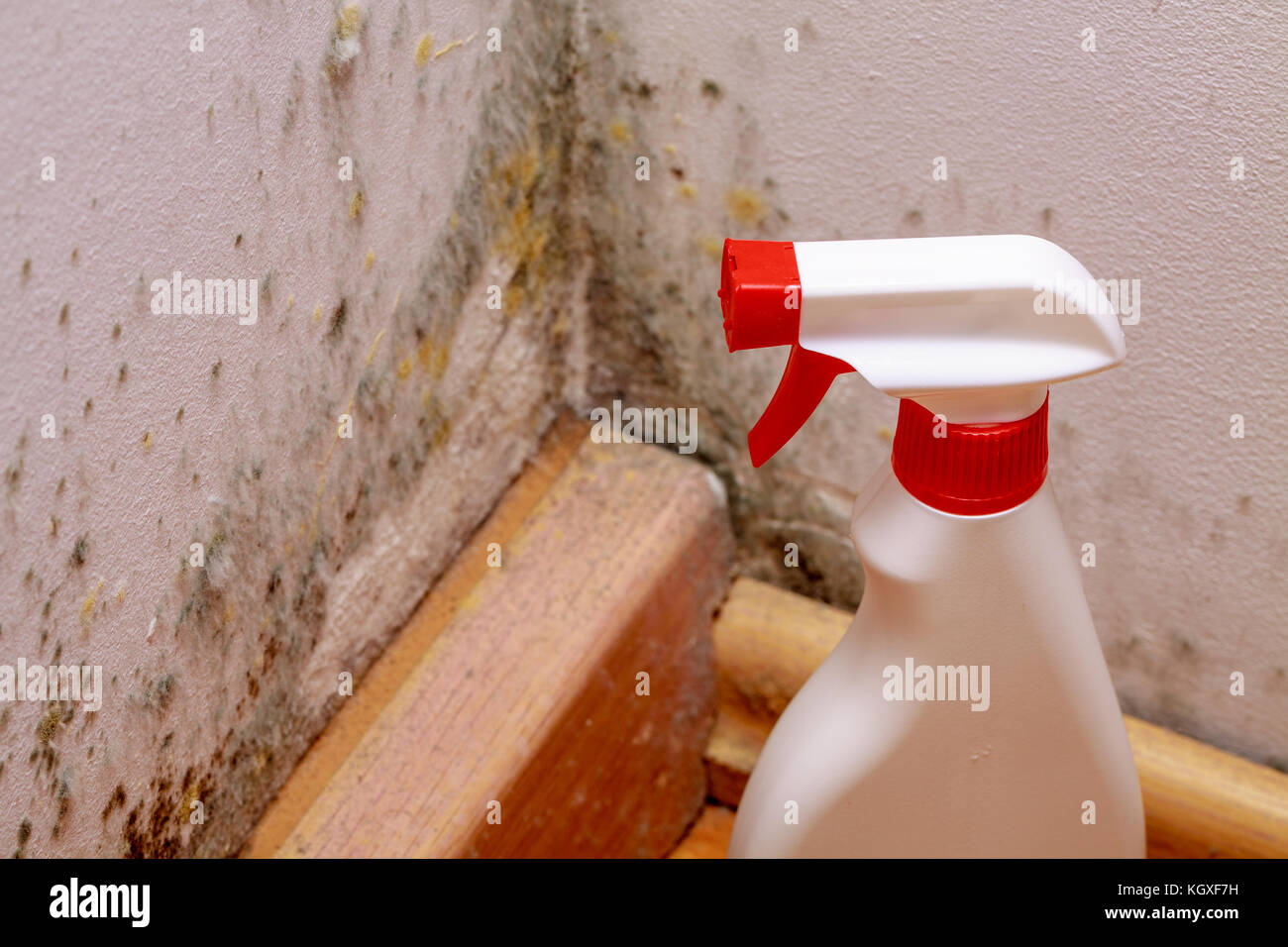 Spray to remove mould on the wall in house. Remove the mold problem ...