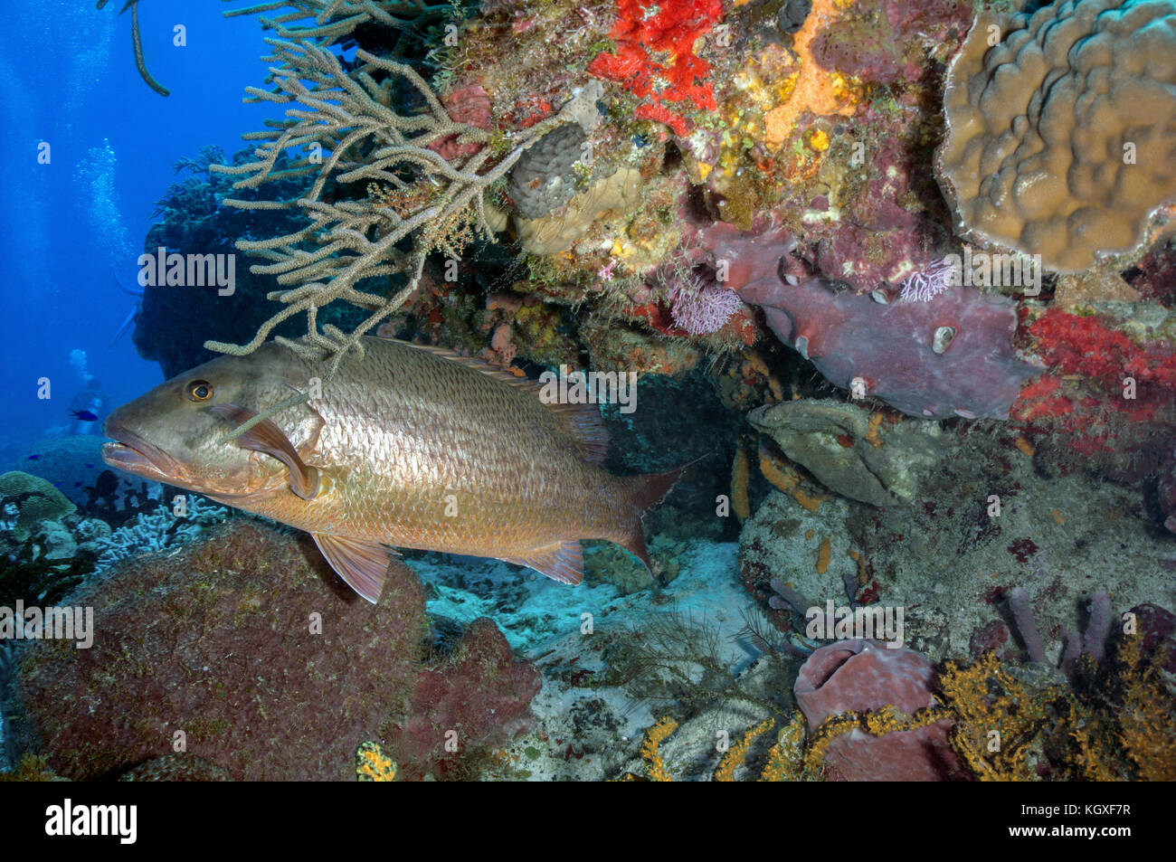 Cubera snapper hi-res stock photography and images - Alamy