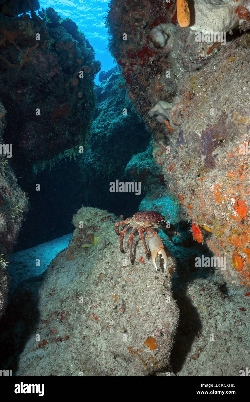Caribbean crab underwater hi-res stock photography and images - Alamy