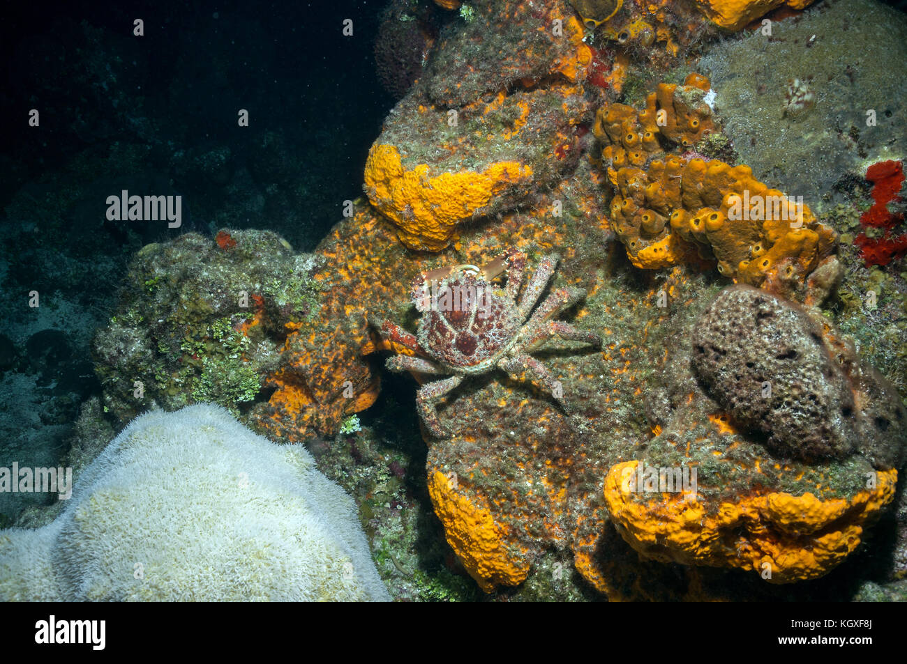 Nature crab hi-res stock photography and images - Alamy
