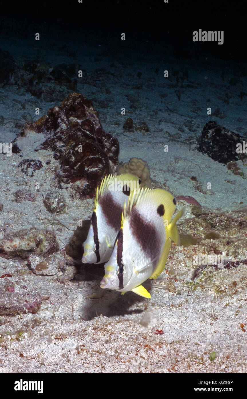 Juvenile Spotfin Butterflyfish at night Stock Photo - Alamy