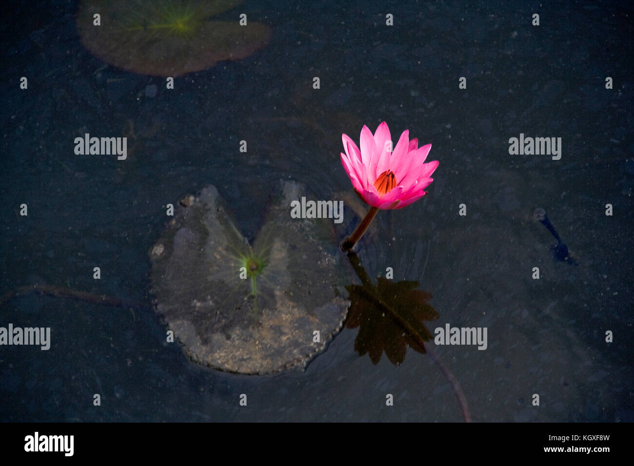 Lone lotus leaf and half-bloomed pink lotus flower Stock Photo - Alamy