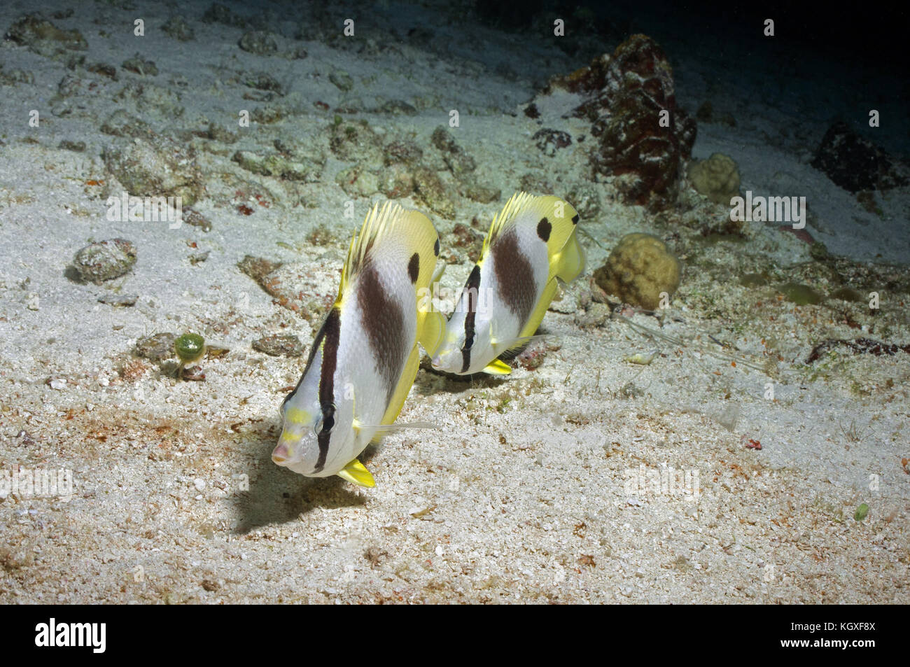 Juvenile Spotfin Butterflyfish at night Stock Photo - Alamy