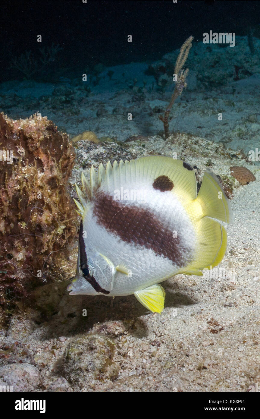 Juvenile Spotfin Butterflyfish at night Stock Photo - Alamy
