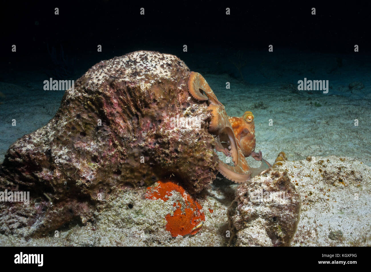 Caribbean Reef Octopus Stock Photo - Alamy