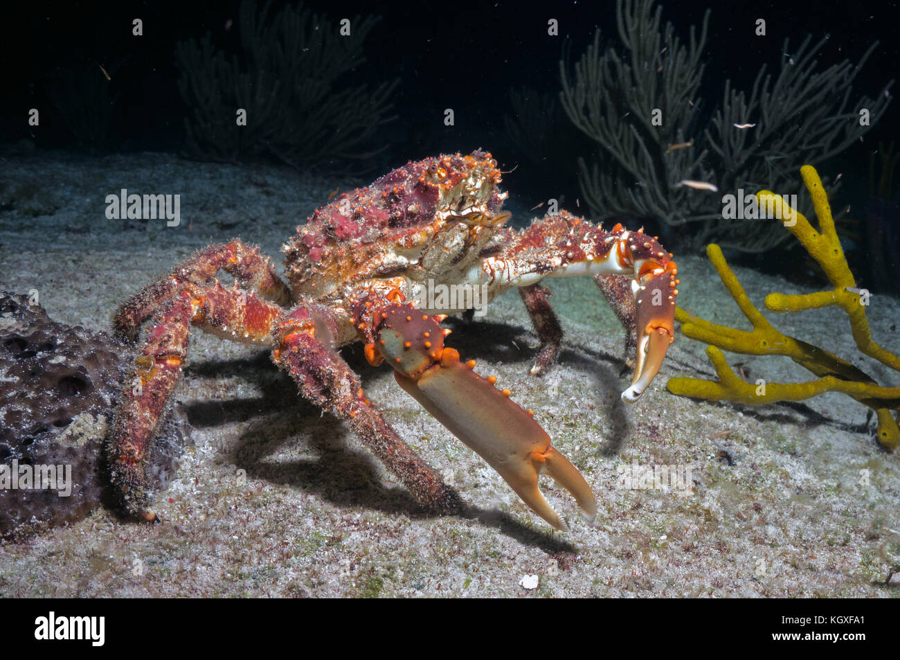 Nature crab hi-res stock photography and images - Alamy