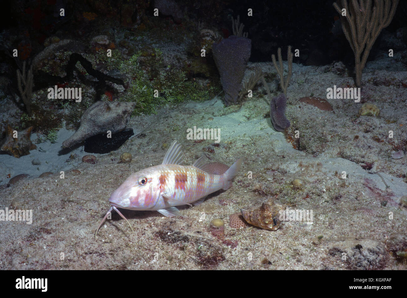 Spotted goatfish hi-res stock photography and images - Alamy