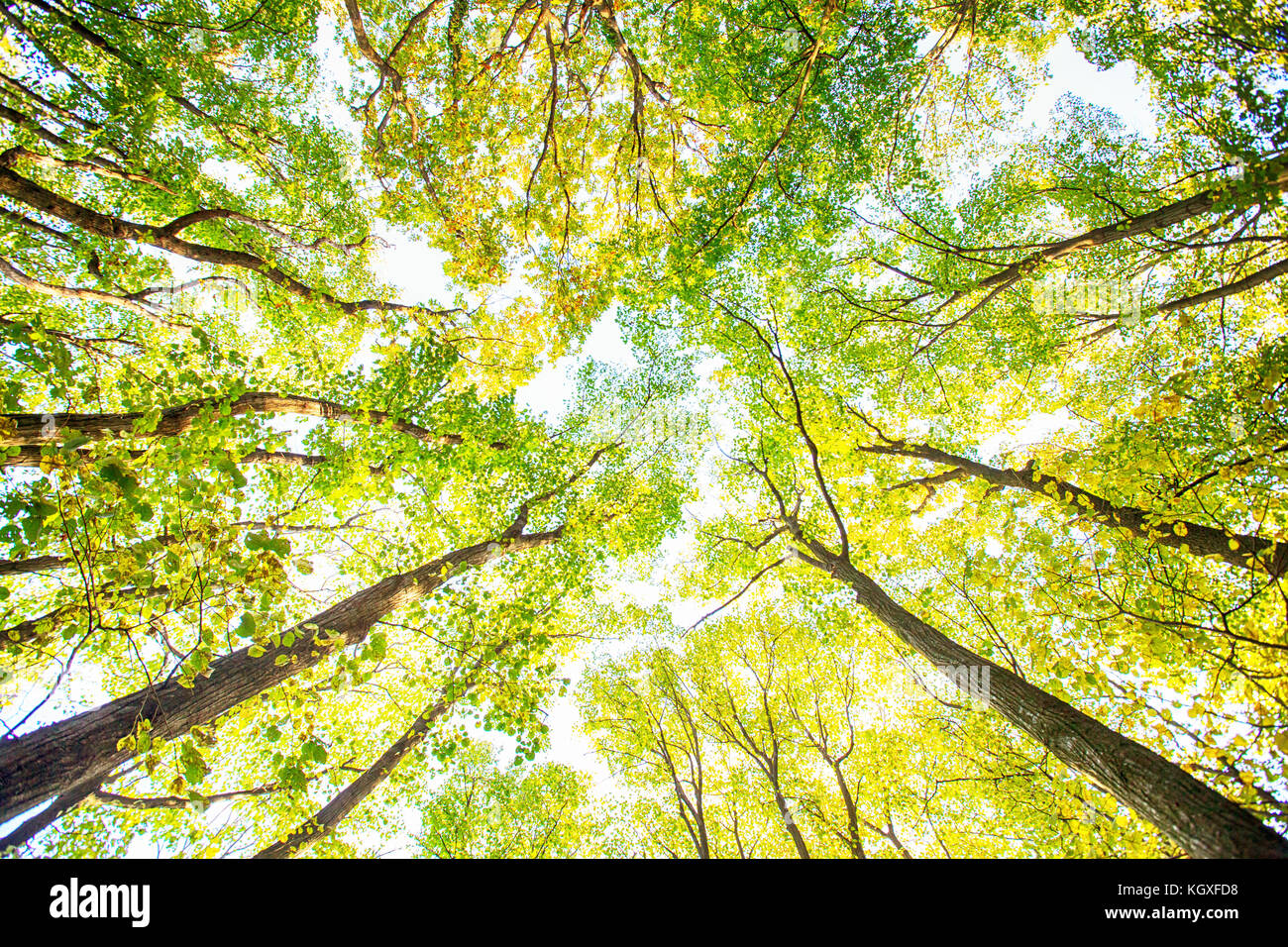 Feel nature, take a deep breath,relaxing, autumn forest tree branches ...