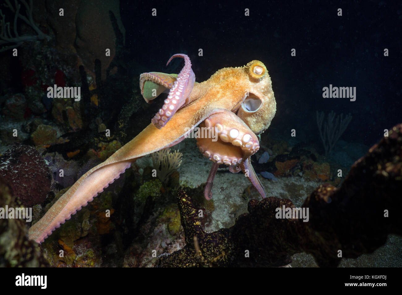 Caribbean Reef Octopus Stock Photo - Alamy