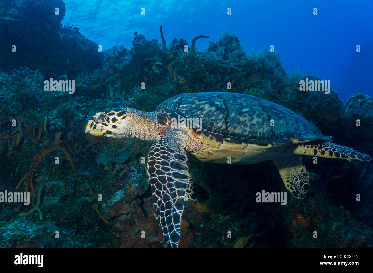 Marine turtle photos hi-res stock photography and images - Alamy