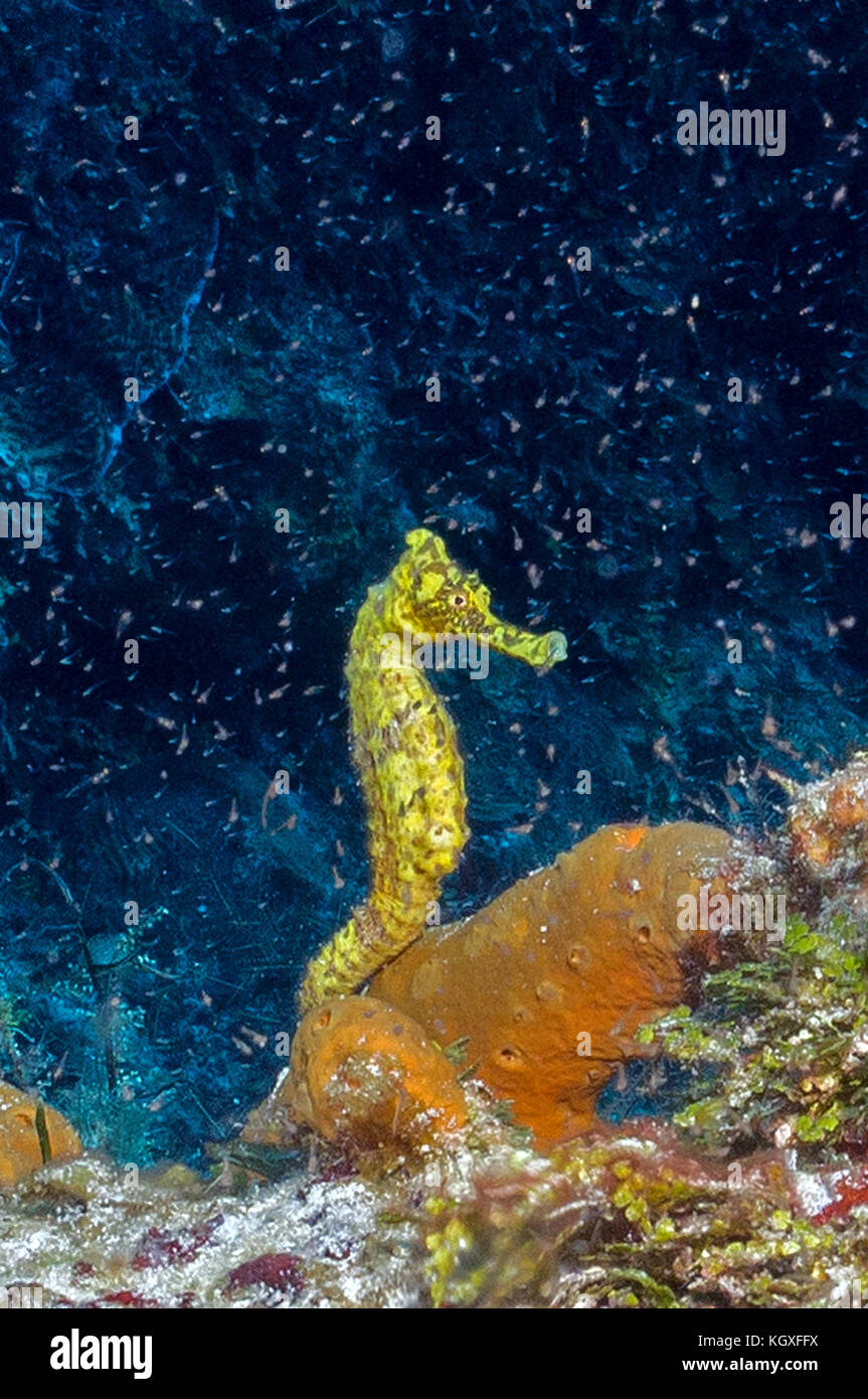 Underwater seahorse hi-res stock photography and images - Alamy