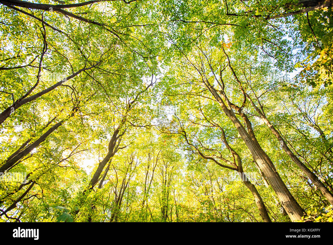 Feel nature, take a deep breath,relaxing, autumn forest tree branches ...