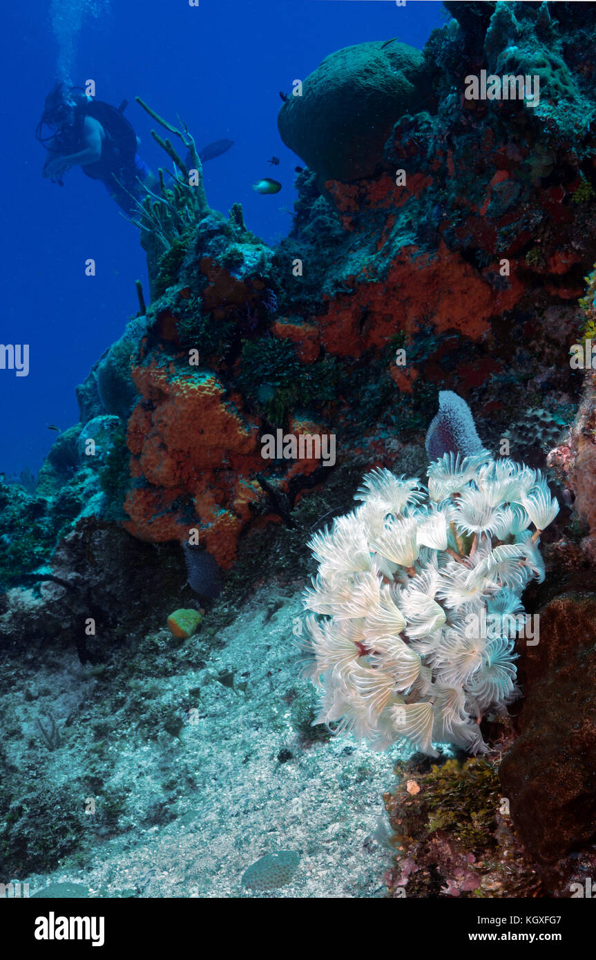 reef, tube worm Stock Photo - Alamy