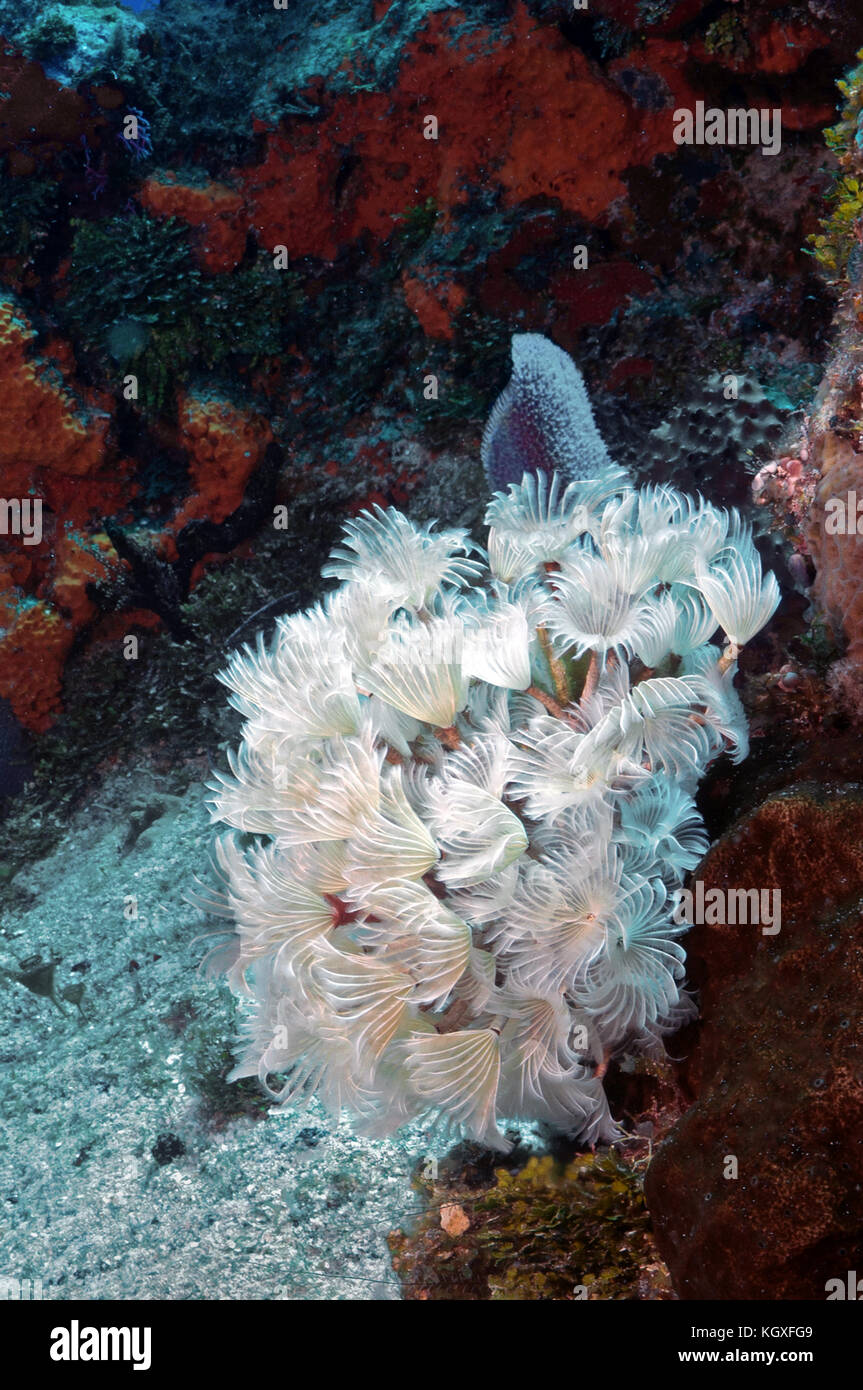 tube worms, reef Stock Photo - Alamy