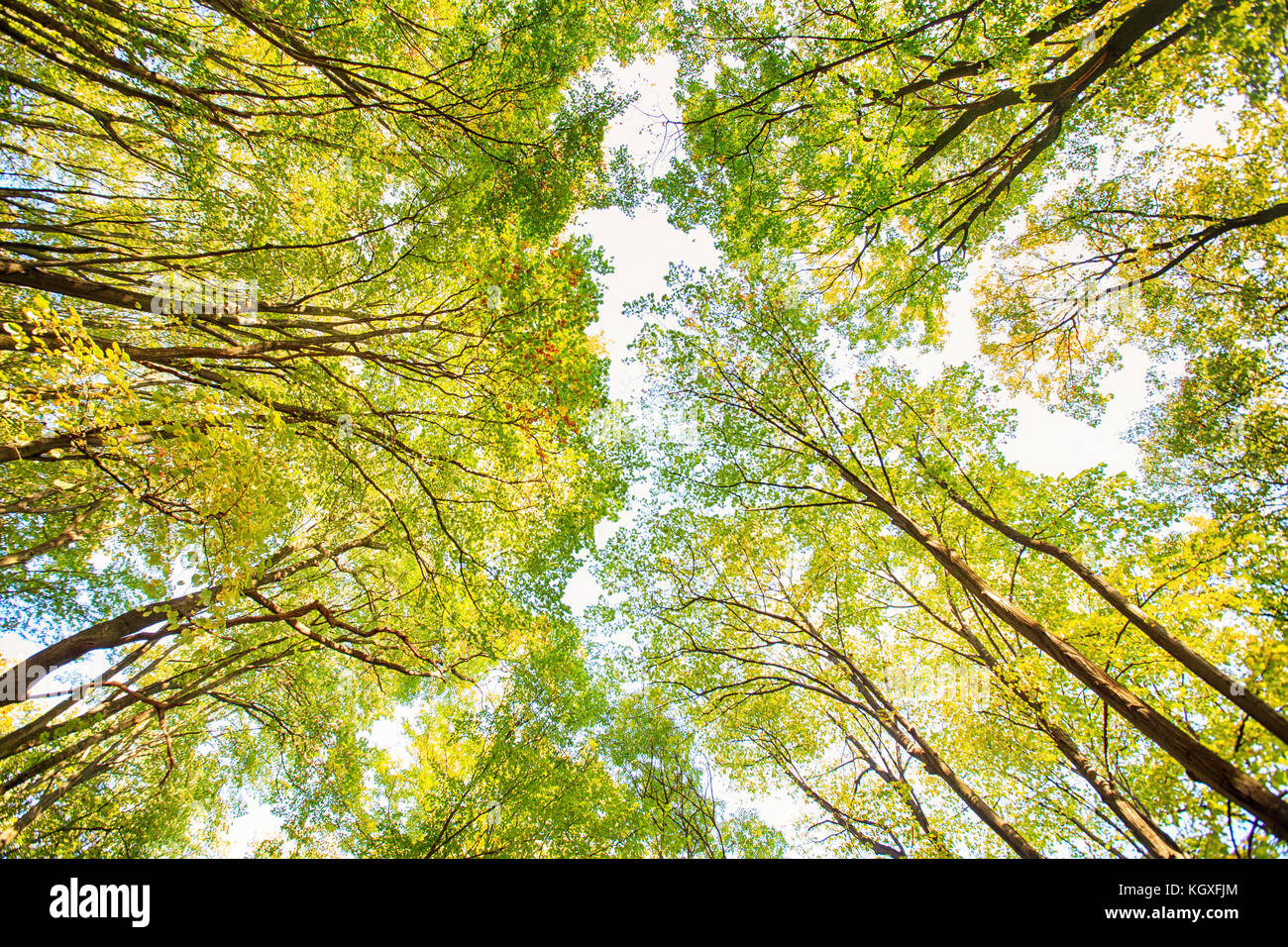 Feel nature, take a deep breath,relaxing, autumn forest tree branches ...
