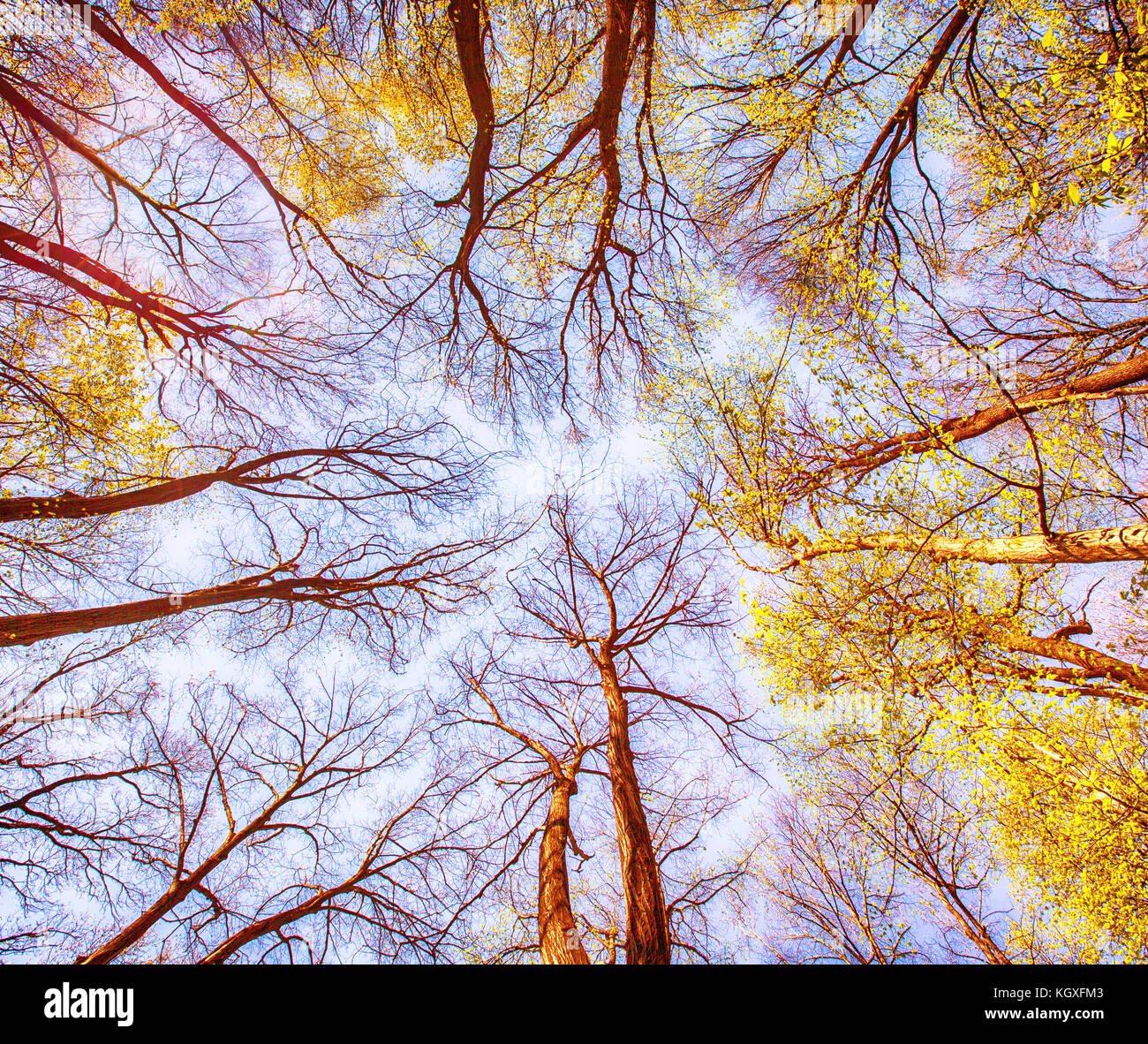 Feel nature, take a deep breath,relaxing, autumn forest tree branches ...