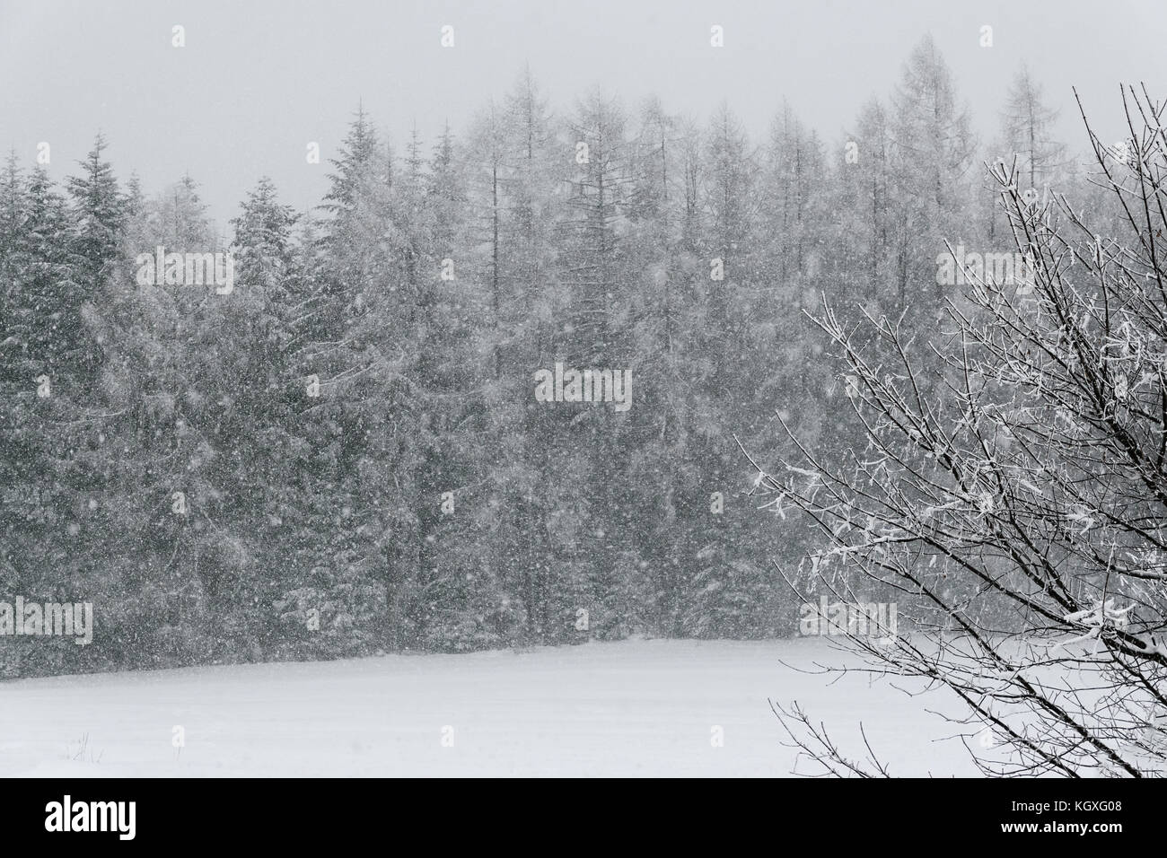 Forest landscape during winter and snow weather Stock Photo - Alamy