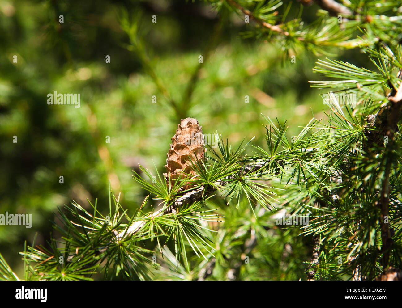 Pine branch hi-res stock photography and images - Alamy