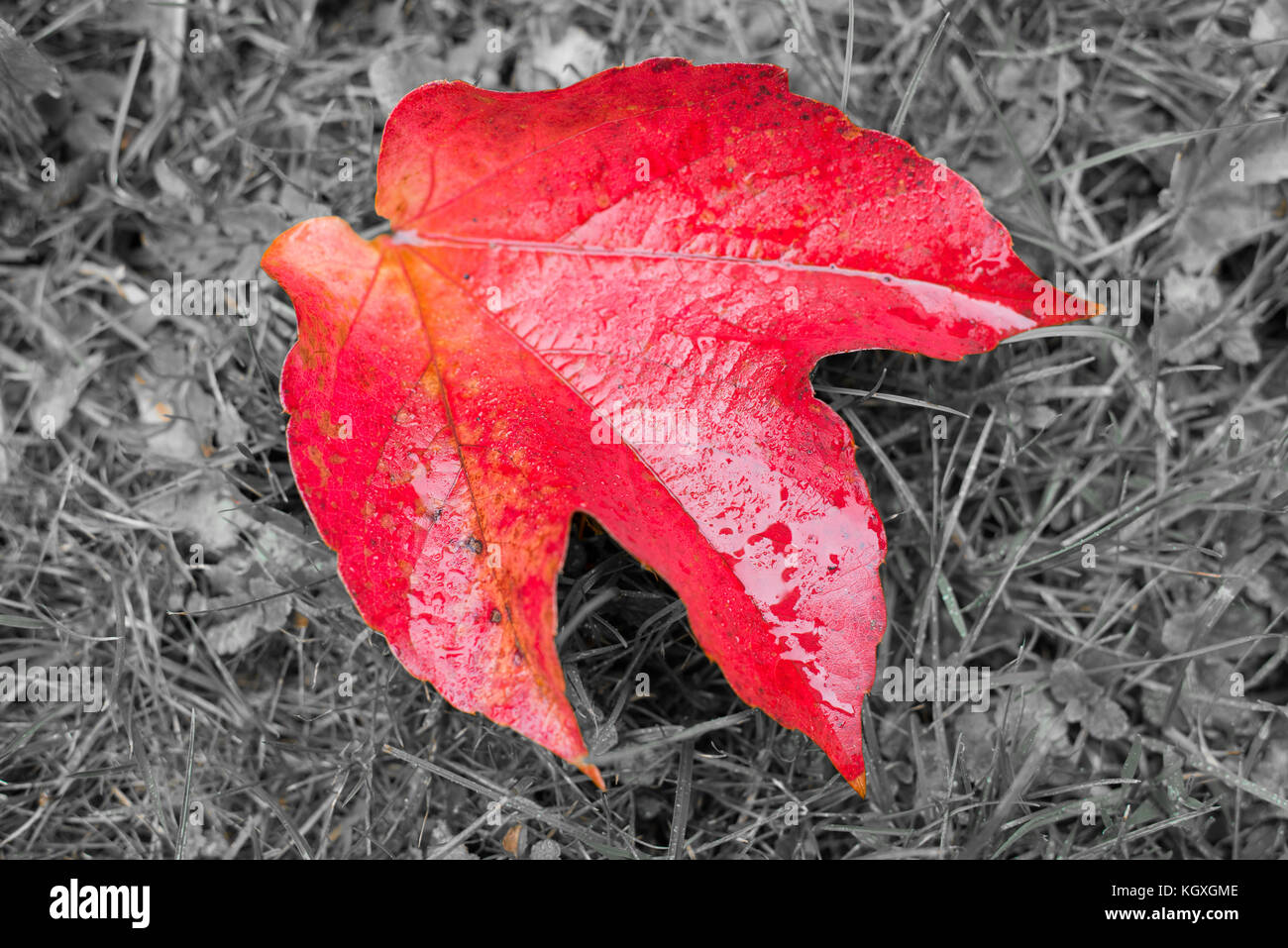 Single maple leaf hi-res stock photography and images - Alamy