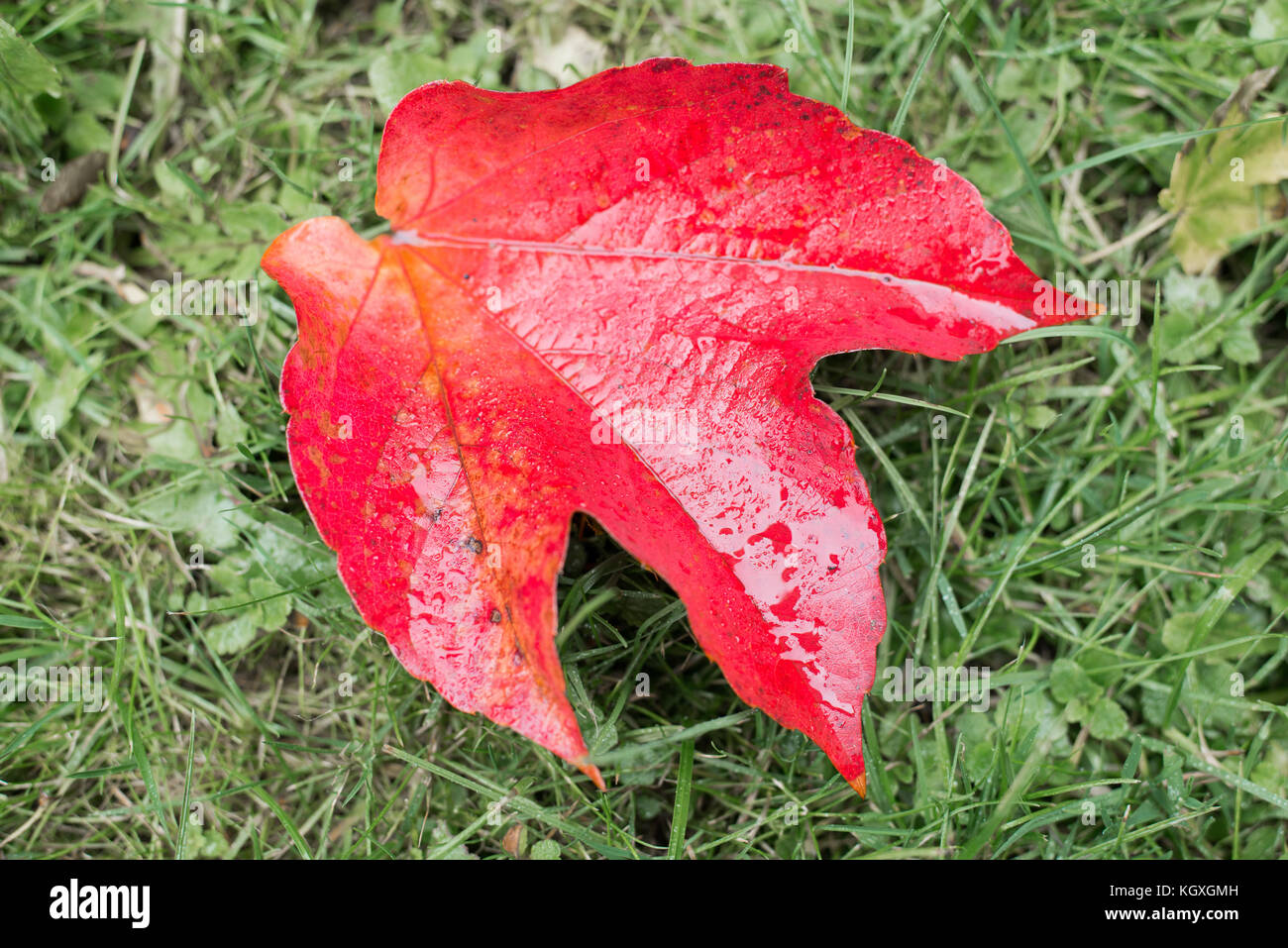 Single Maple Leaf During Fall Season Stock Photo - Alamy