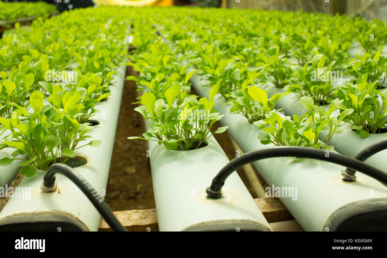 Small Arugula Plants growing in Hydroponic culture Stock Photo - Alamy