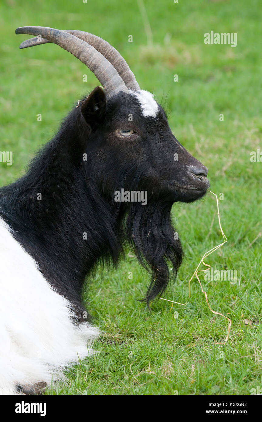 Bagot goat hi-res stock photography and images - Alamy