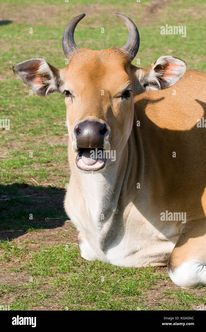 Bali banteng hi-res stock photography and images - Alamy