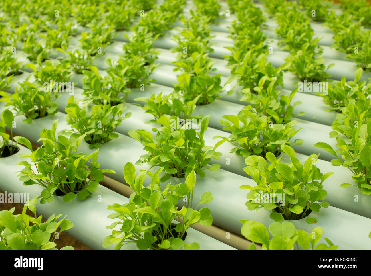 Arugula plants hi-res stock photography and images - Alamy