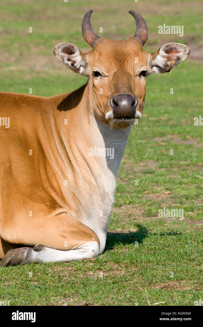 Bali banteng hi-res stock photography and images - Alamy