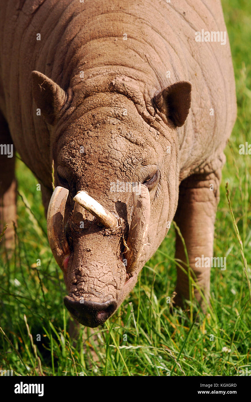 Babirusa pigs hi-res stock photography and images - Alamy