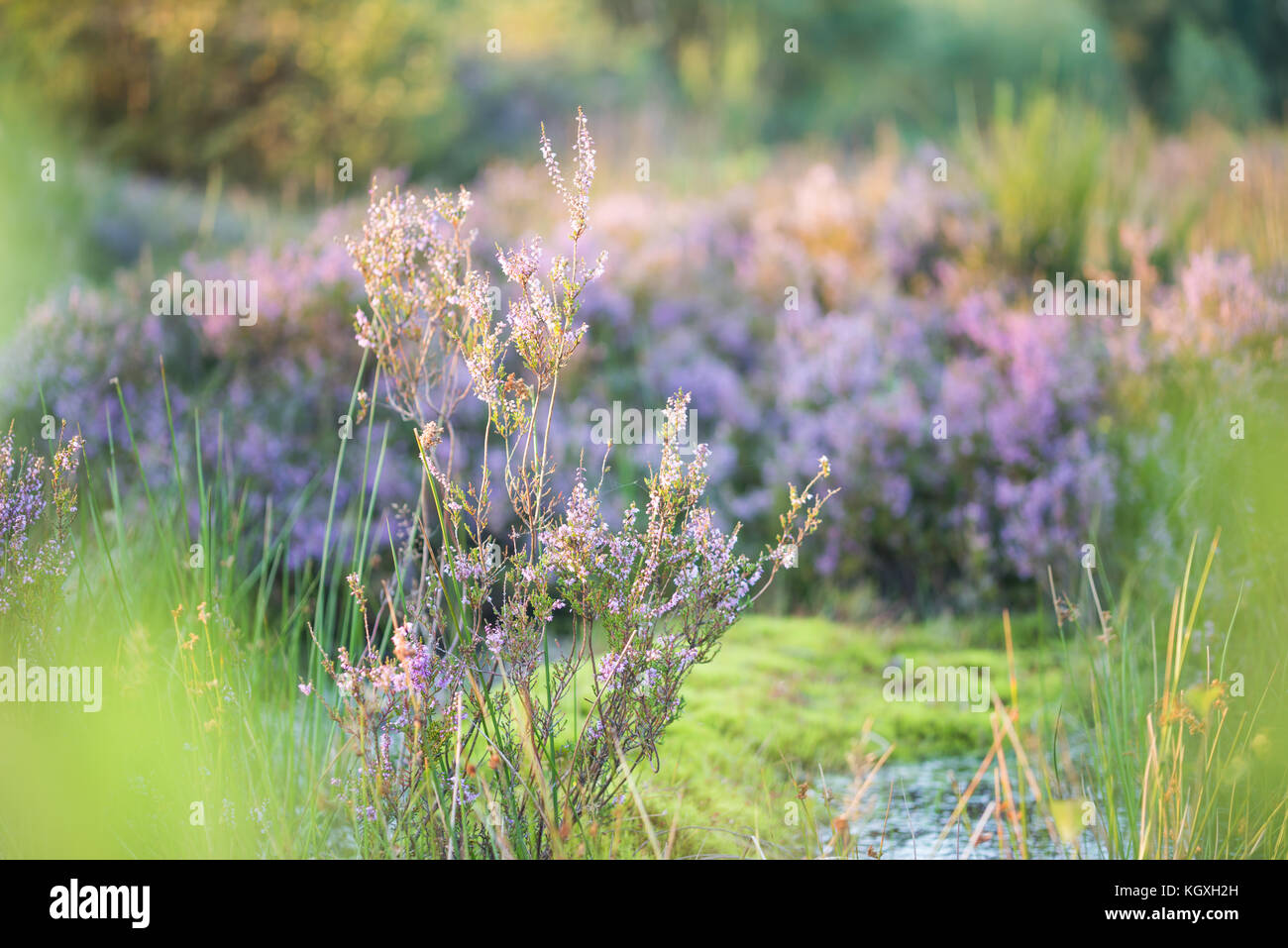 Heather Landscape during Summer Stock Photo - Alamy