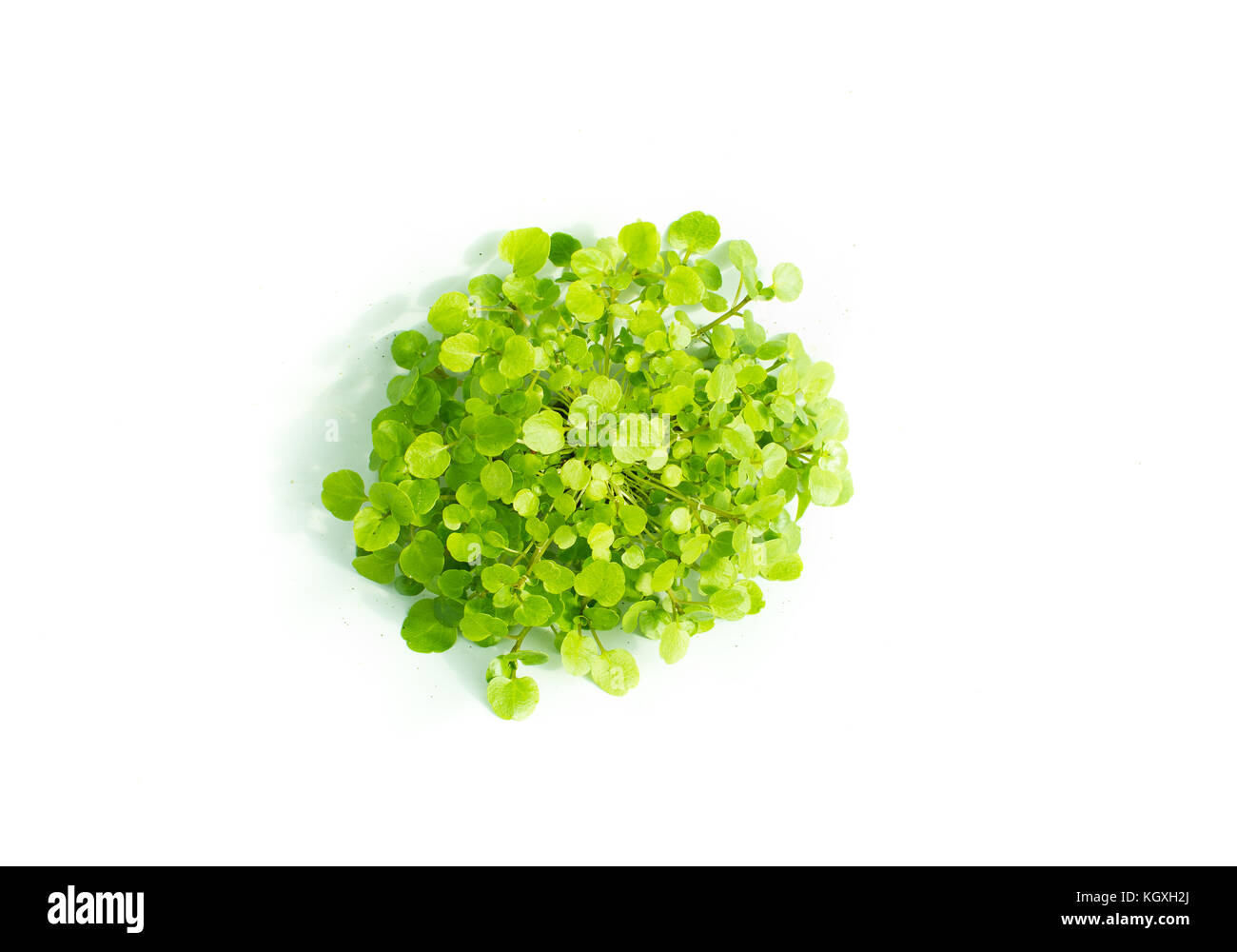 Watercress plant hi-res stock photography and images - Alamy
