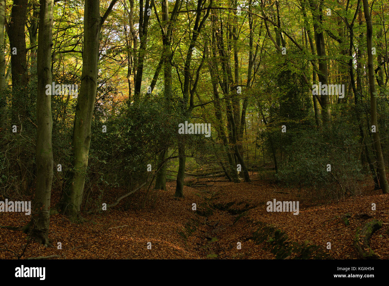 Autumn Woodland, Burnham Beeches, UK Stock Photo - Alamy