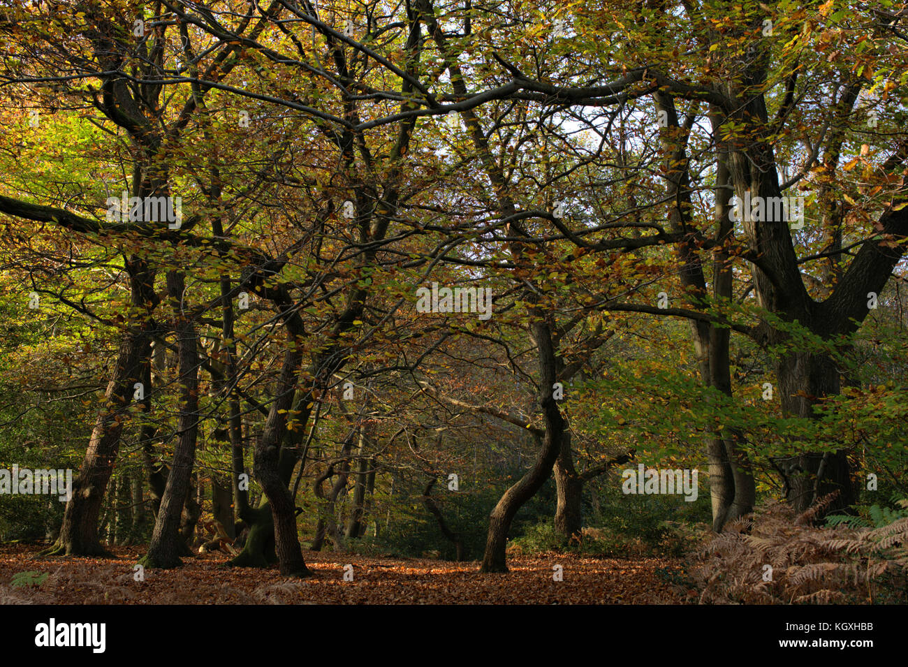 Burnham beeches ancient trees hi-res stock photography and images - Alamy