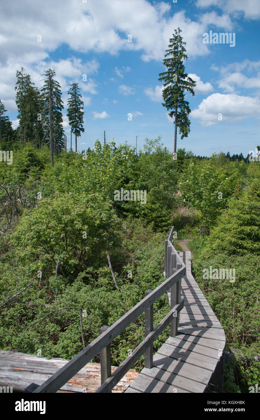 Environment in Shape of Forest with Conifer Trees Stock Photo - Alamy