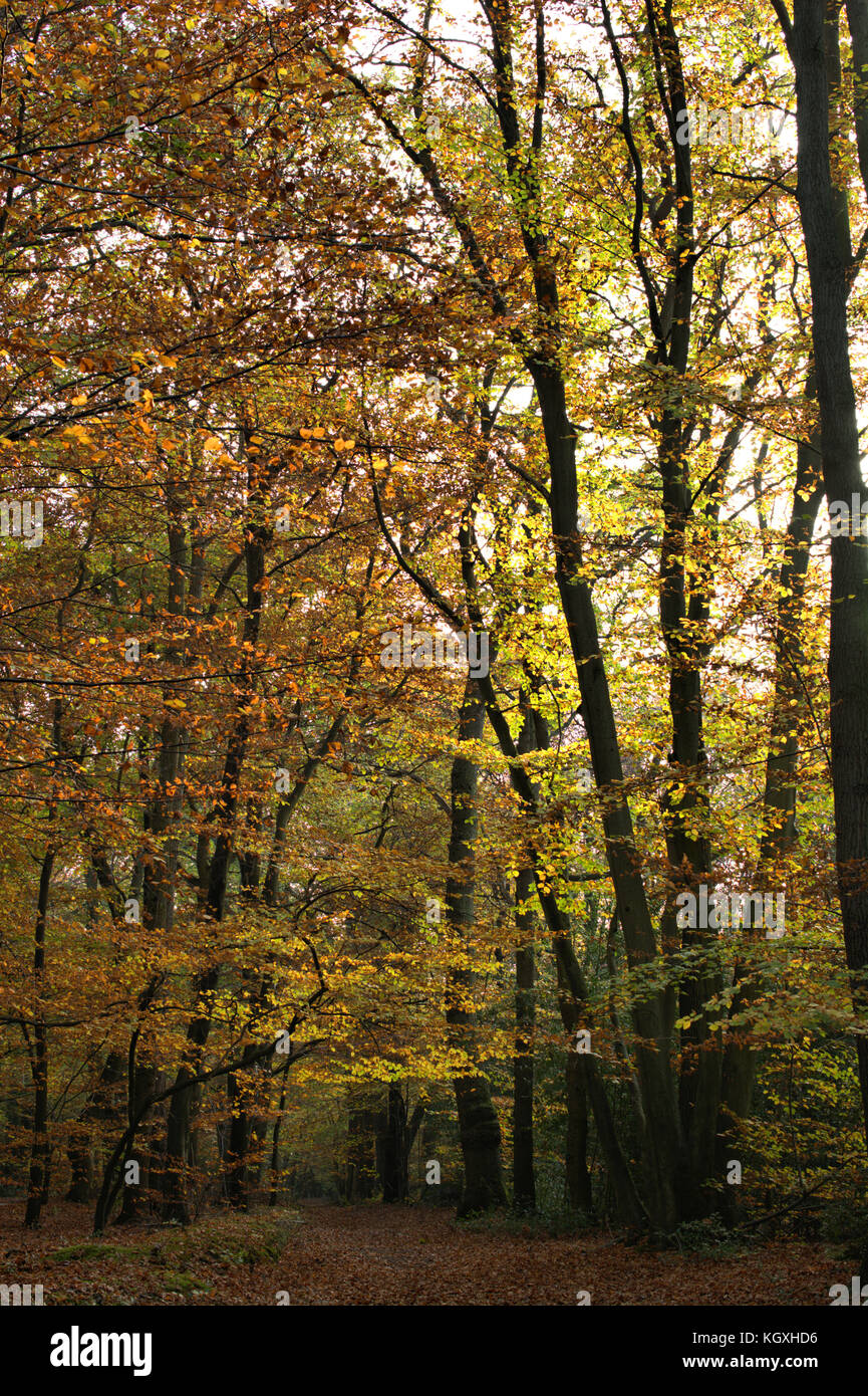 Autumn Woodland, Burnham Beeches, UK Stock Photo - Alamy
