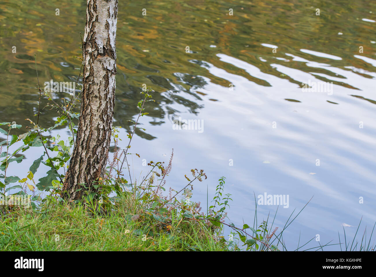 Water birch hi-res stock photography and images - Alamy