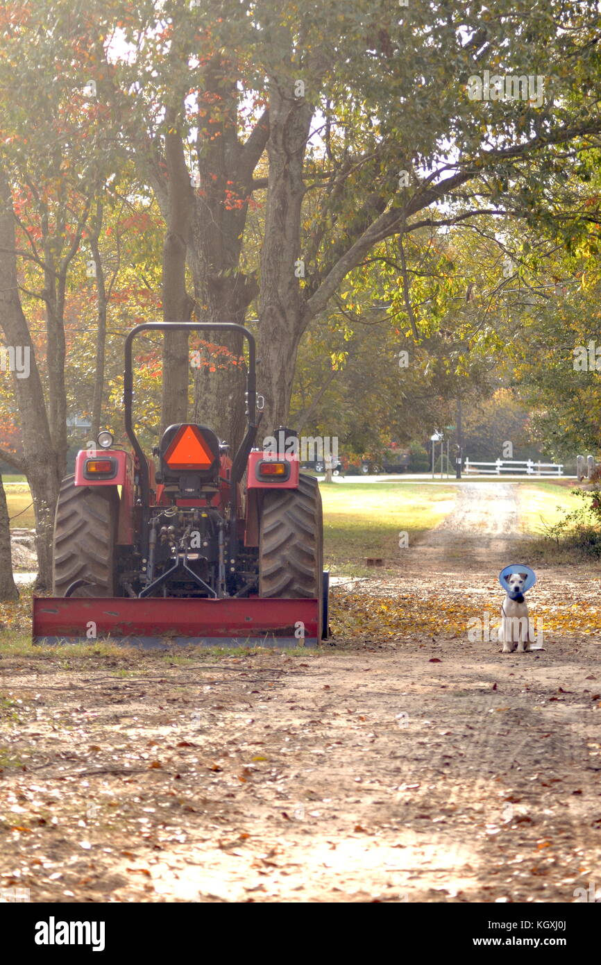 curious puppy stands by tractor Stock Photo - Alamy
