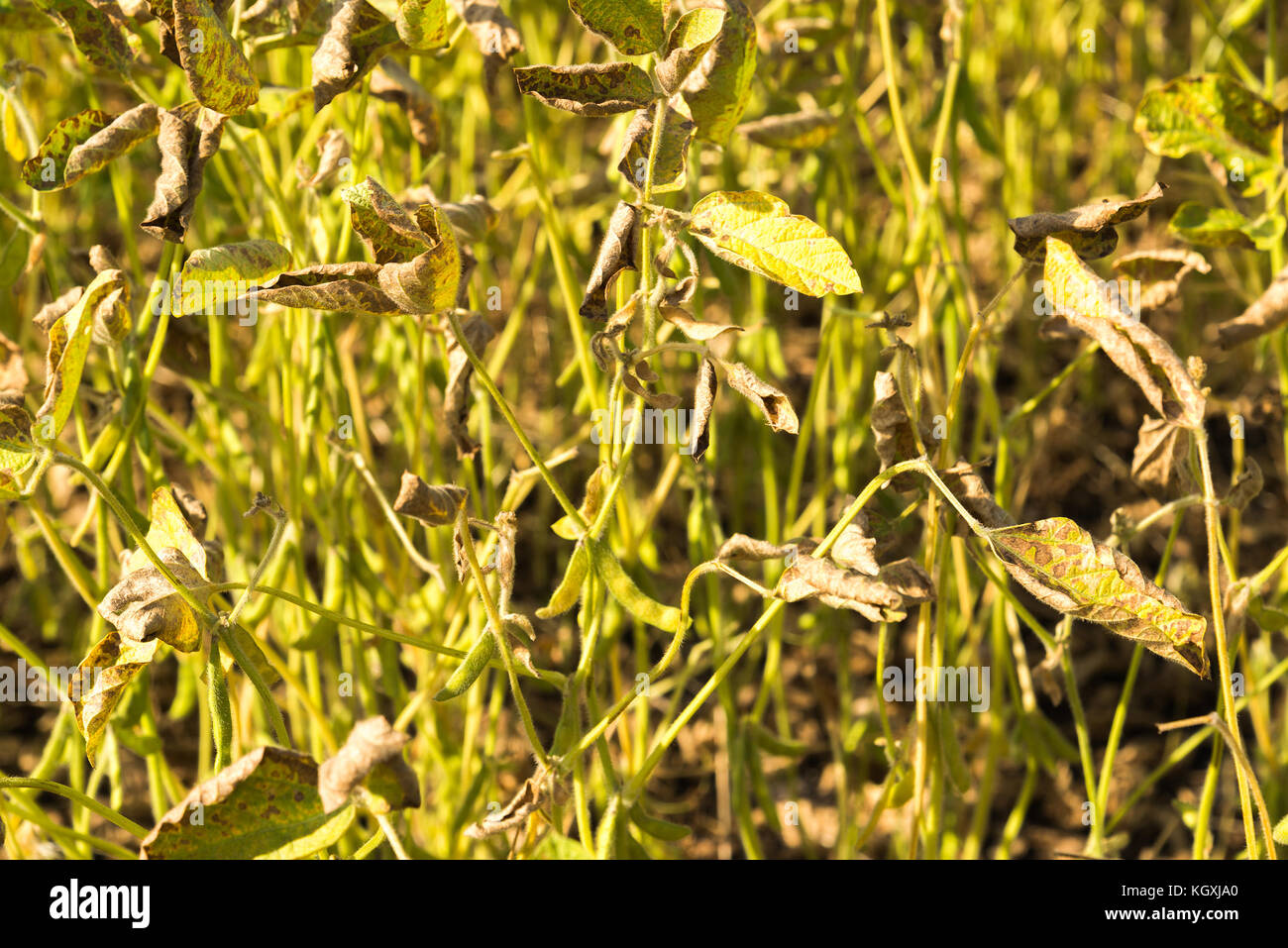 Ripening beans close-up in field farming Stock Photo - Alamy