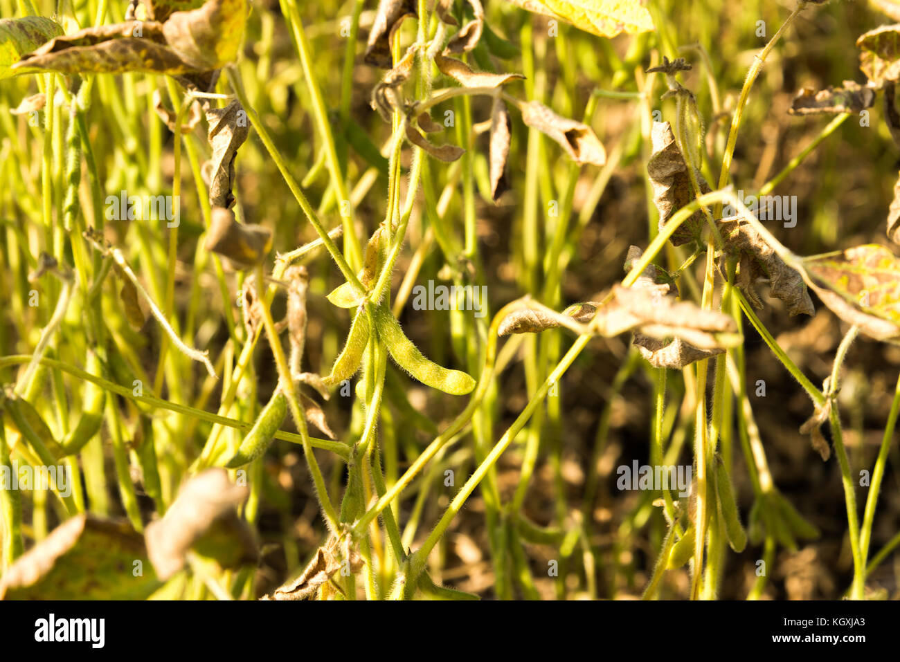 Beans growing in field close hi-res stock photography and images - Alamy