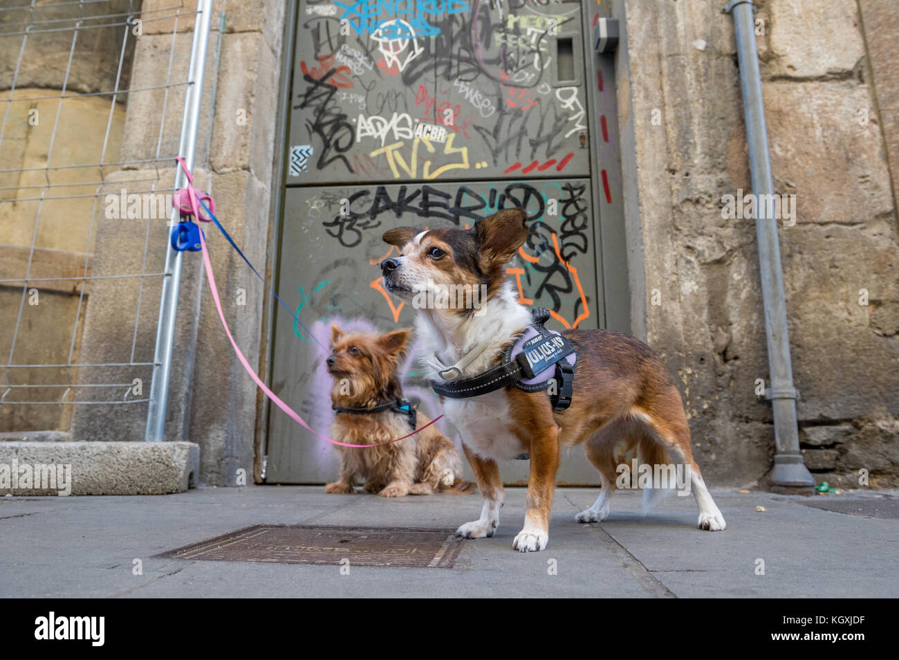 Two dogs looking out door hi-res stock photography and images - Alamy