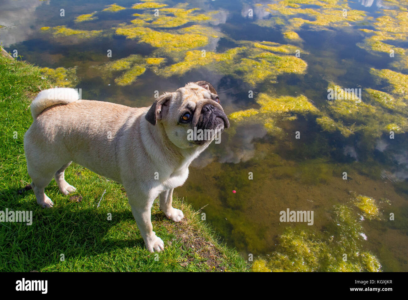 Pug outdoors enjoying the British Countryside Stock Photo - Alamy