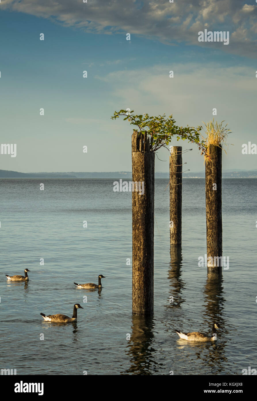 Day old geese hi-res stock photography and images - Alamy