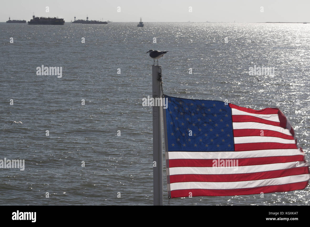 gull on American flag post Stock Photo - Alamy